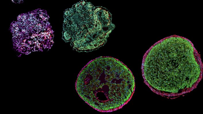 Home - TUM Center for Organoid Systems and Tissue Engineering
