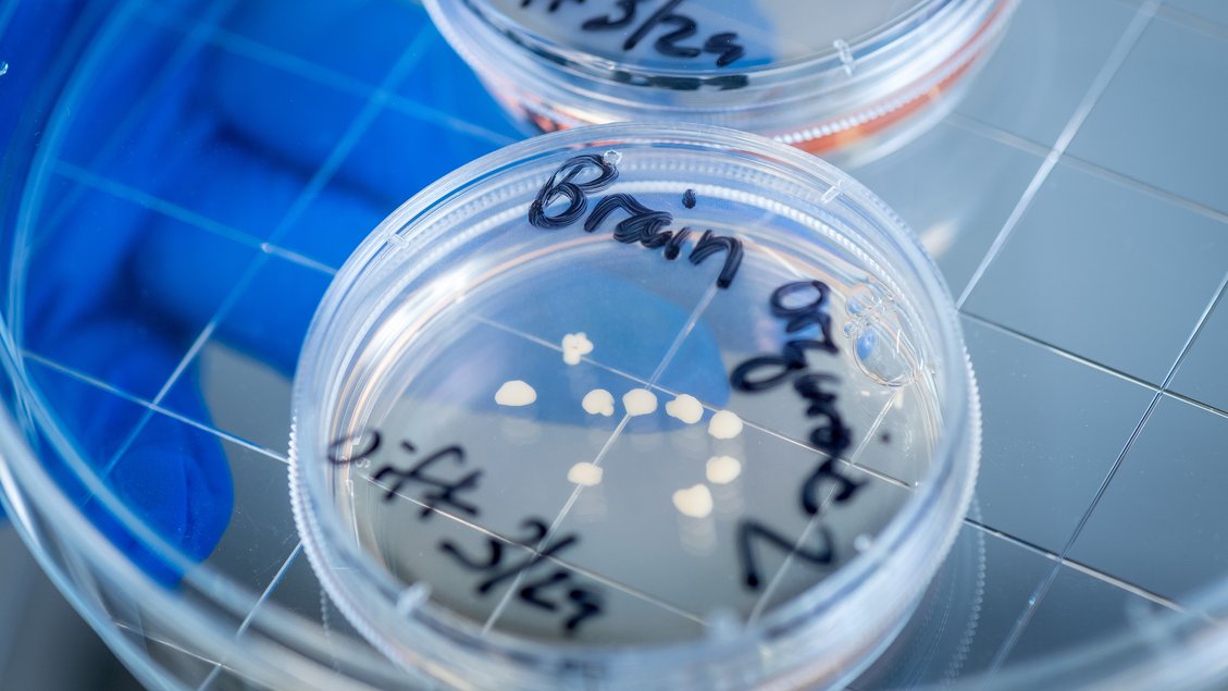 Home - TUM Center for Organoid Systems and Tissue Engineering